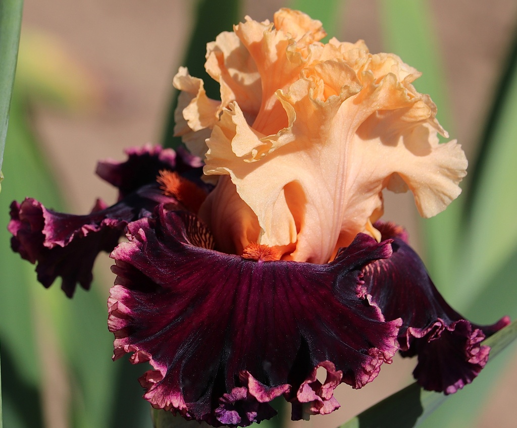 Leading Role | Mid-America Garden